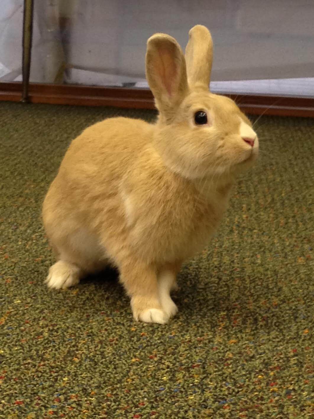 Creature Features – Honey, the domestic rabbit | River Legacy Foundation