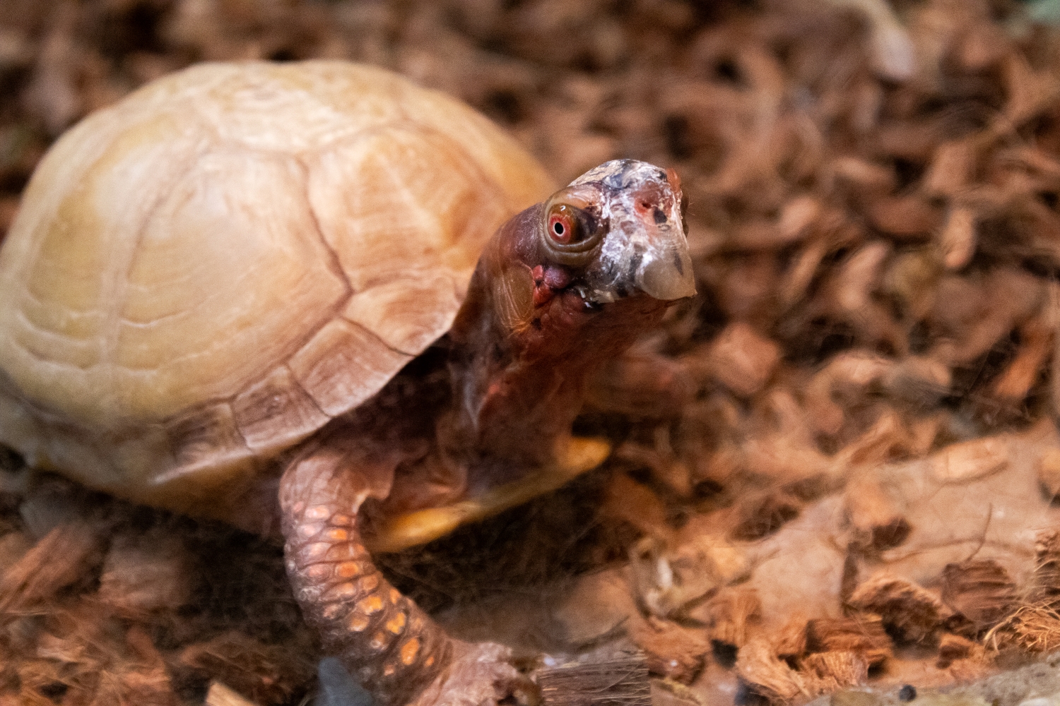 Mr. Six | 3-Toed Box Turtle | River Legacy Foundation